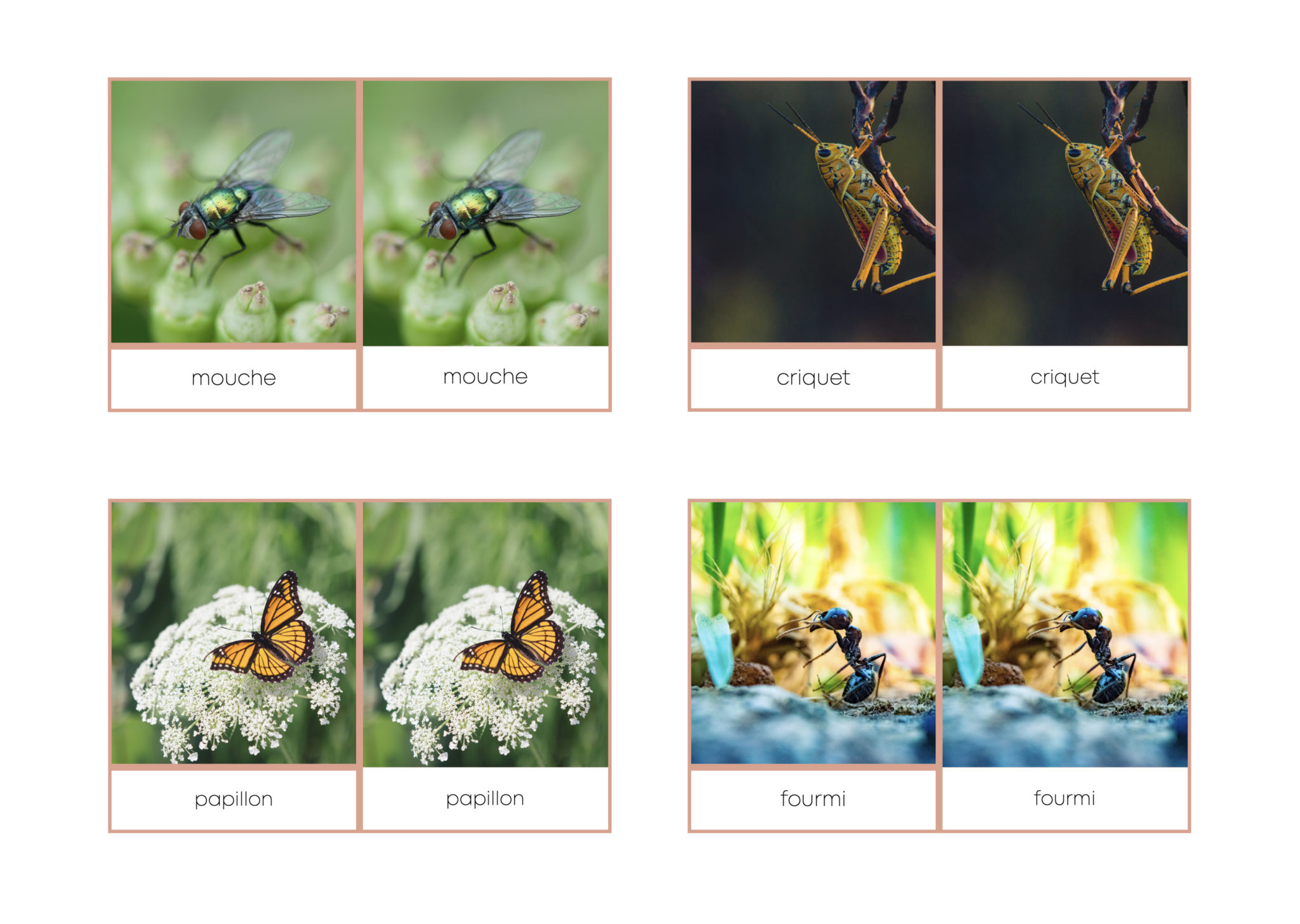 Les insectes – Bonjour Little World