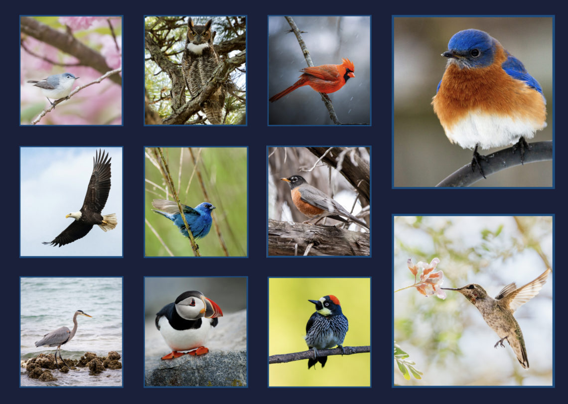 Les images classifiées – Bonjour Little World